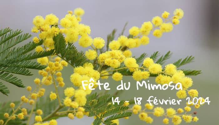 La fête du Mimosa - Goélia résidences de vacances